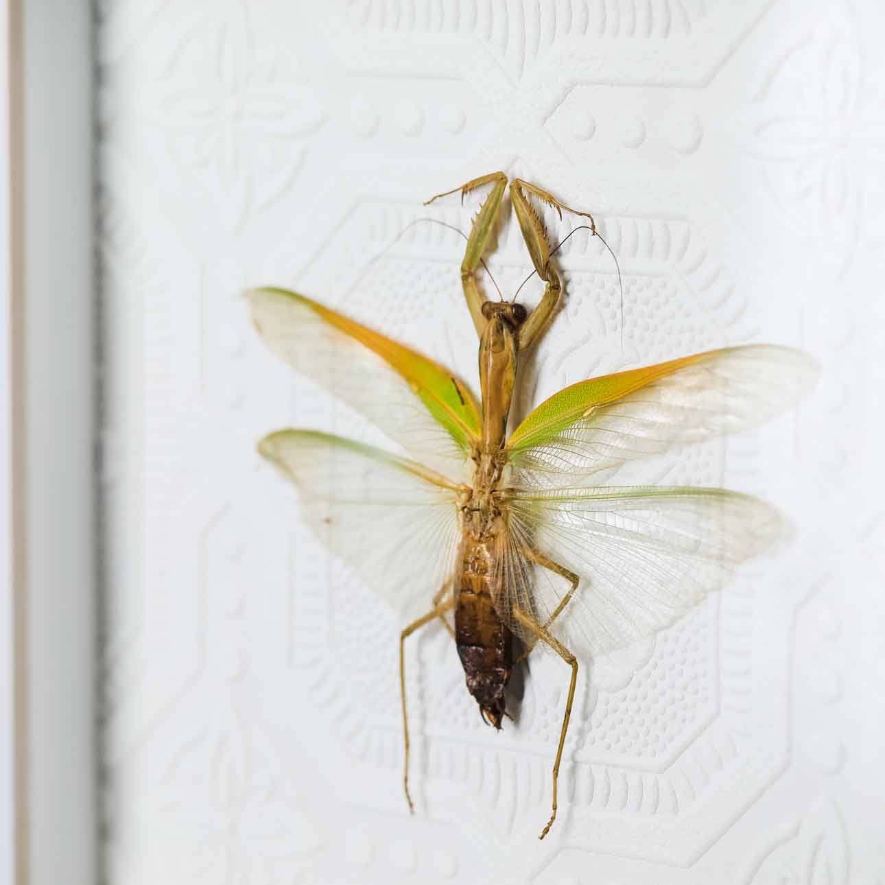 Giant Rainforest Mantis