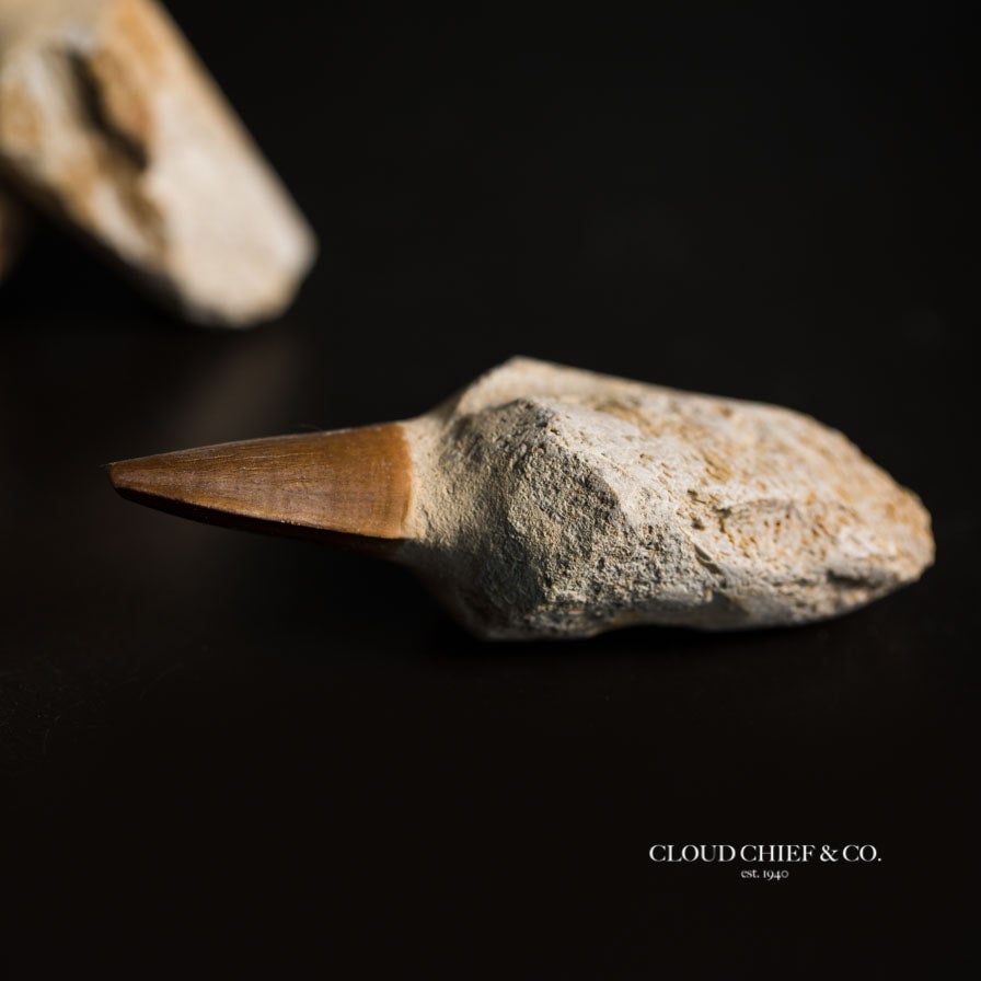Mosasaurus Tooth Fossil Specimen - Cretaceous Period | Cloud Chief & Co.