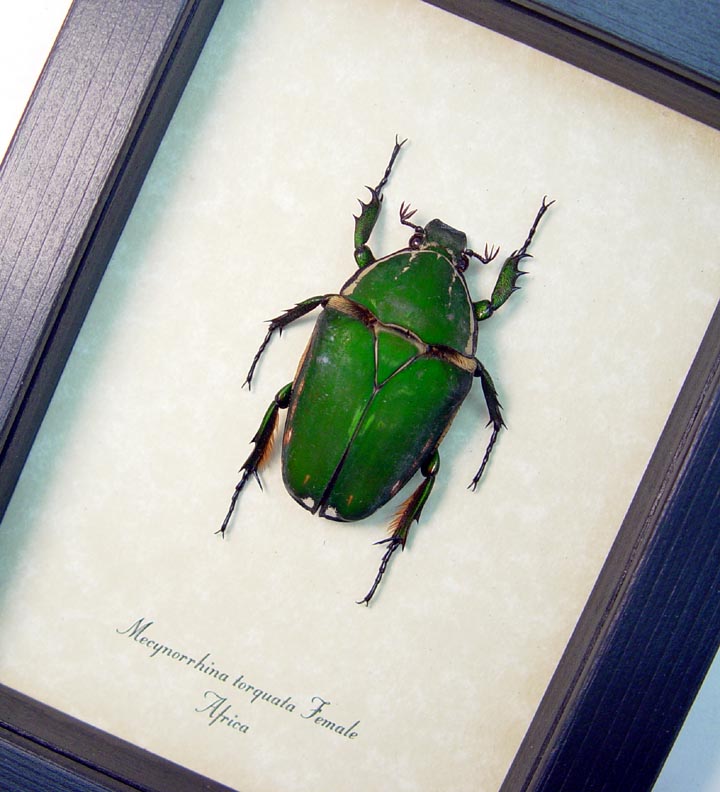 Giant African Flower Beetle | Cloud Chief & Co.